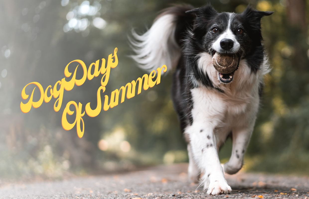 It’s The Dog Days of Summer! | Mix 94.5 WLRW